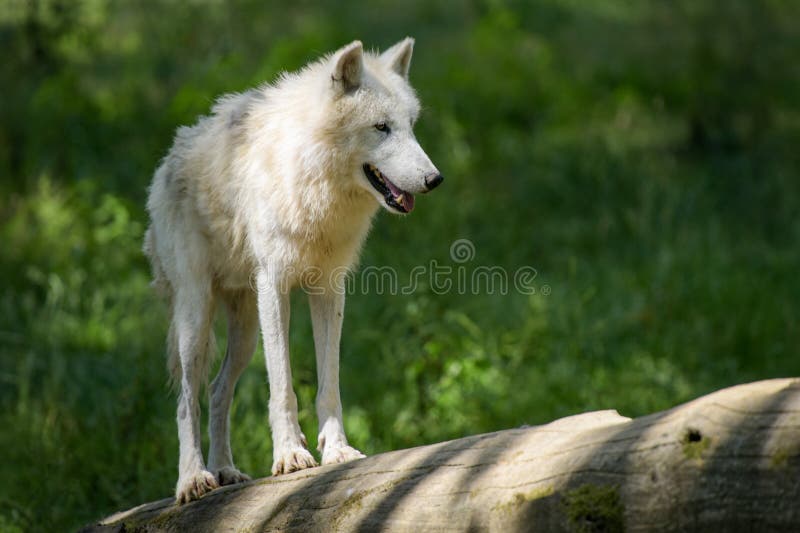 View on a Beautiful Arctic Wolf in the Forest in Fran Stock Image ...