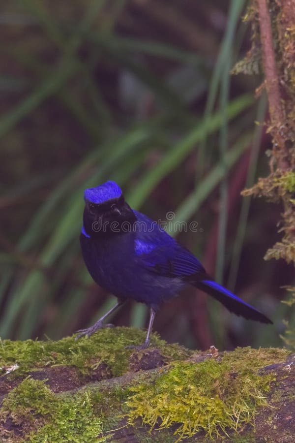 View of a Beautiful Bird in Nature Stock Image - Image of forests ...