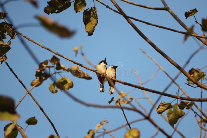 View of Beautiful Birds on a Tree Branch Stock Photo - Image of feather ...