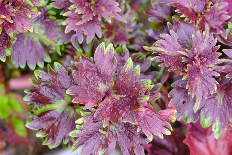 Coleus Solenostemon Scutellarioides Stock Photo - Image of coleus ...