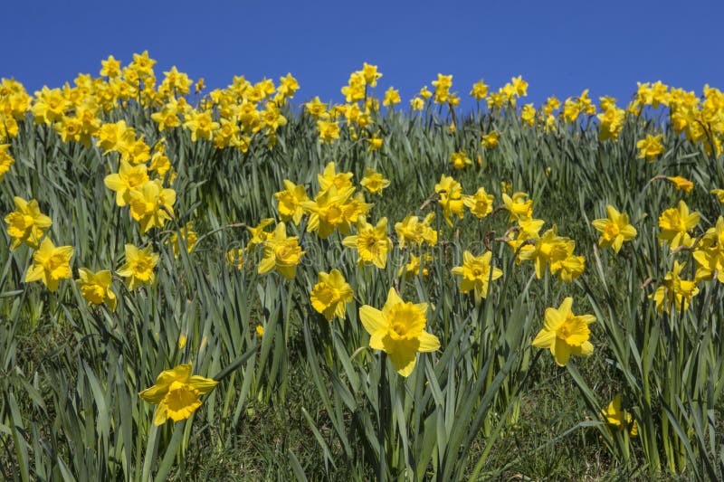 Daffodils in the Springtime Stock Photo - Image of cliffs, english ...