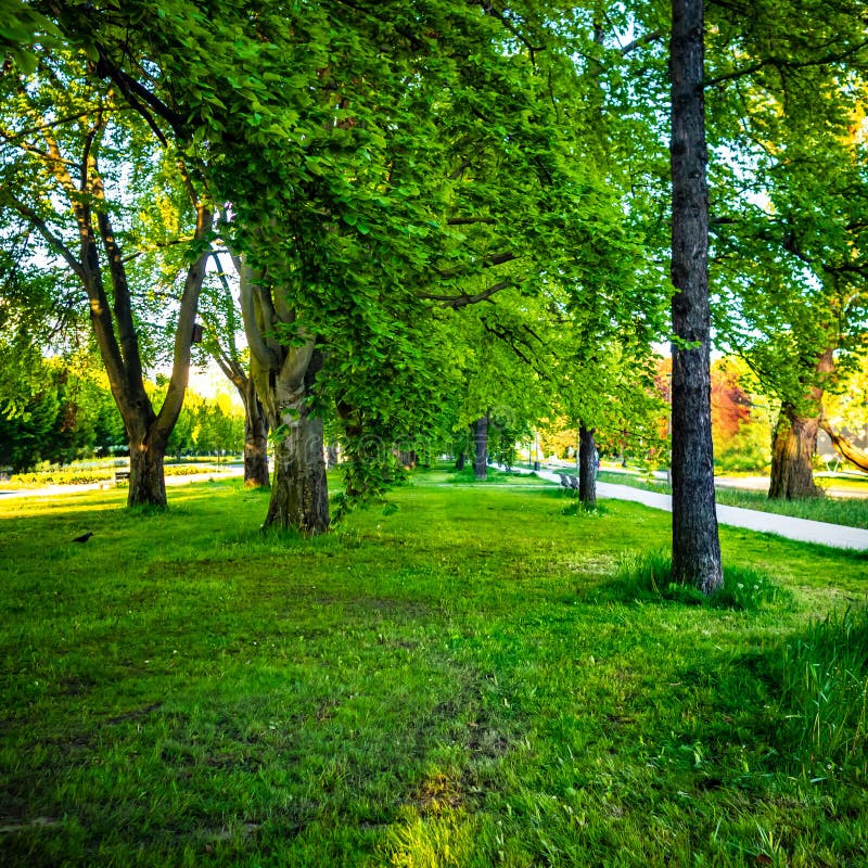 Sunny Spring Season Countryside Yellow Colored Flowering Meadow with ...