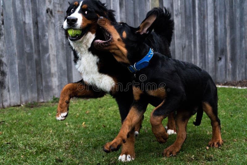 View of Beautiful Dogs Playing with a Ball in a Garden Stock Image ...