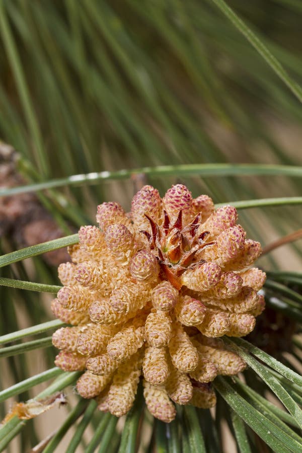 Eastern White Pine tree stock photo. Image of eastern - 105960160