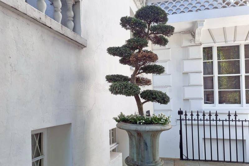 View of a Beautiful Green Tree in the Courtyard. Stock Photo - Image of ...