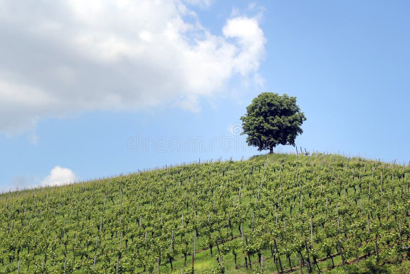 Beautiful Green Vineyard with a Tree Stock Image - Image of travel ...