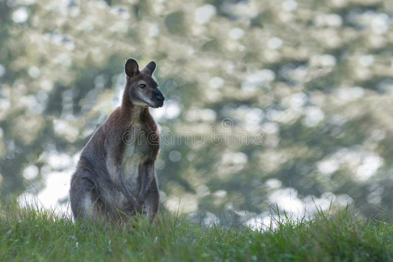 View of the Beautiful Kangaroo in Its Habitat Stock Image - Image of ...