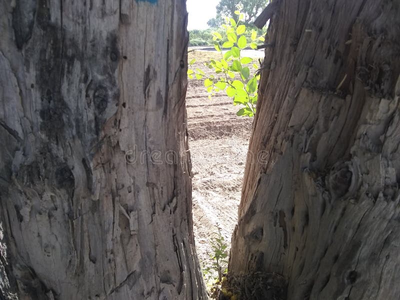 A View of Beautiful Leaves between Two Trees Stock Photo - Image of ...
