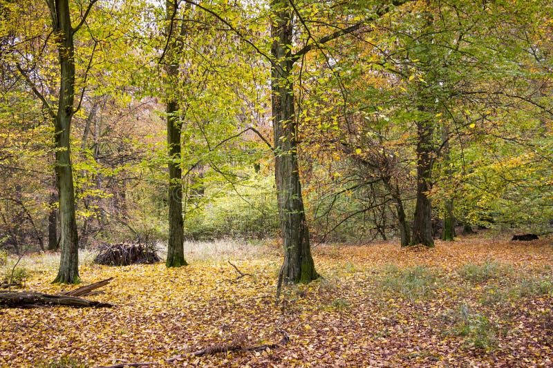 View into a Beautiful Mixed Forest in Autumn, Leaves of Beech, Oak and ...