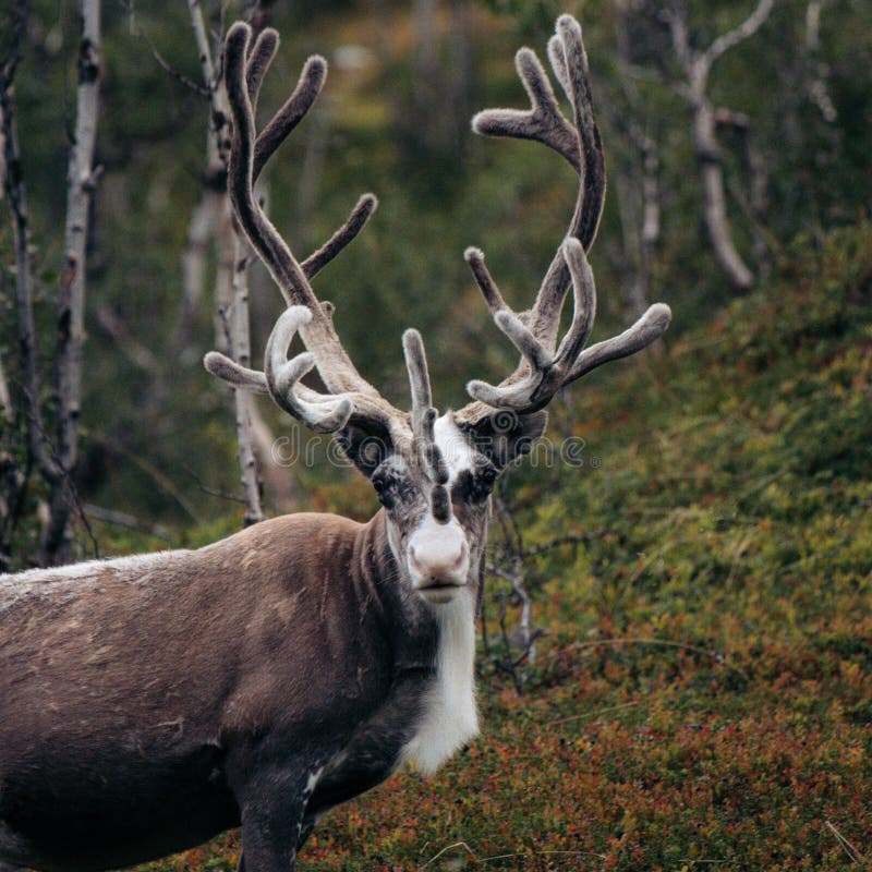View of a Beautiful Mountain Reindeer in a Forest Stock Photo - Image ...