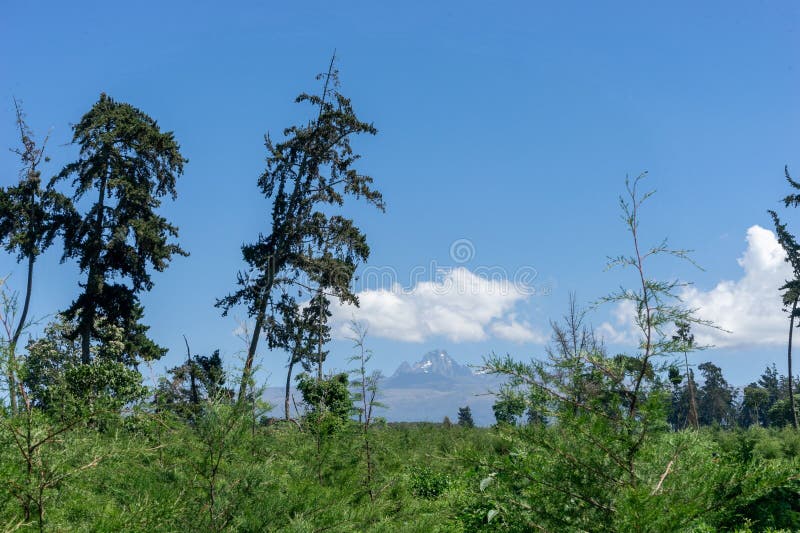 A View of Mt Kenya Surrounded by Lush Trees Stock Image - Image of ...