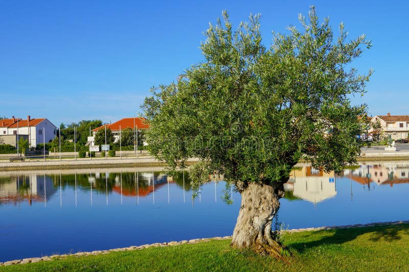 A View of a Beautiful Olive Tree Croatia. Stock Image - Image of brand ...