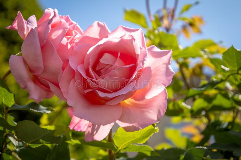 Beautiful Open Rose on a Tree Stock Photo - Image of rose, petal: 246969206