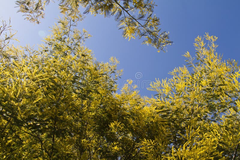 Acacia trees stock photo. Image of fragility, blooming - 105962332