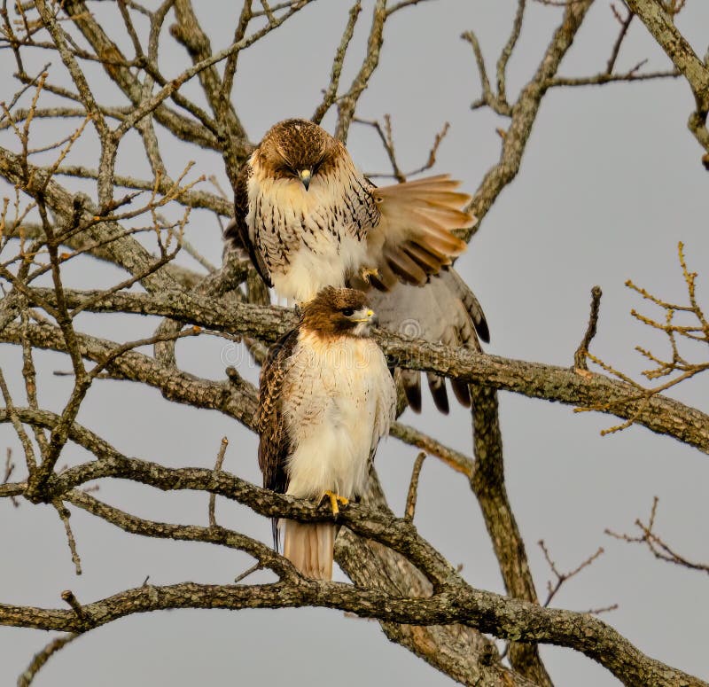 Red-Tailed Hawks 704194 stock image. Image of pine, tall - 188928579