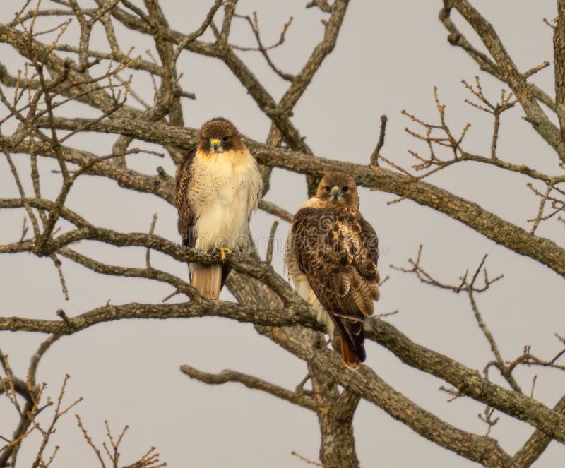 Red-Tailed Hawks 704194 stock image. Image of pine, tall - 188928579