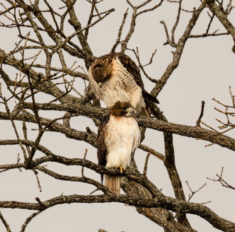 Red-Tailed Hawks 704194 stock image. Image of pine, tall - 188928579