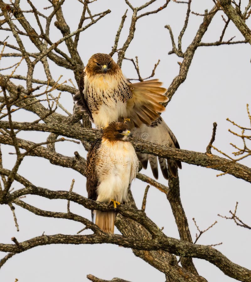 Red Tailed Hawks in Flight stock image. Image of buteo - 155287741