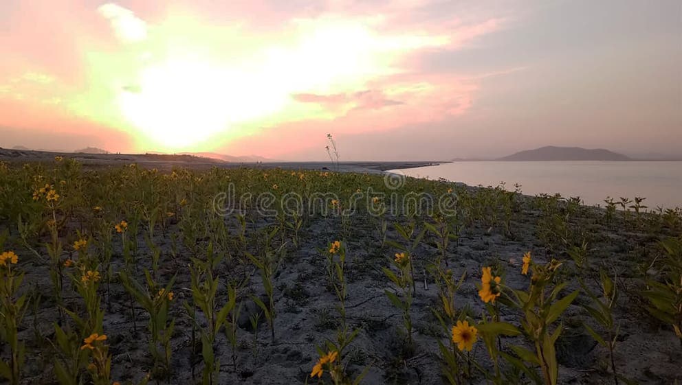 View Beautiful View of River with Flower Stock Image - Image of digital ...