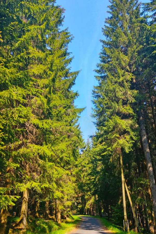 View of a Beautiful Scenic Road in the Forest. Fresh Clean Air Stock ...