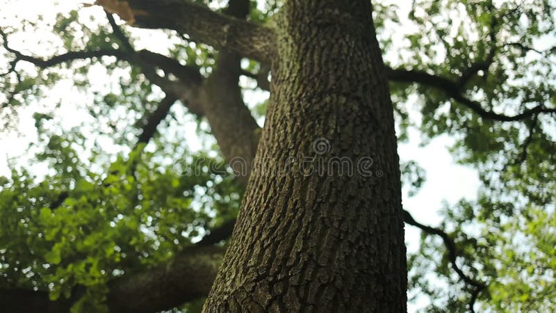 Green Branches in a Wood. View of a Beautiful Sequoia Forest from the ...
