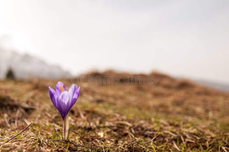 View of a Beautiful Single Crocus Flower in the Mountains Stock Image ...