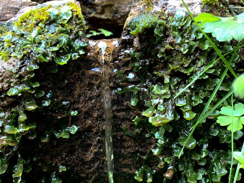 View of a Beautiful Small Water Source in the Macro Shoot in the Forest ...