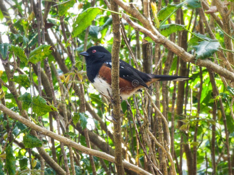 View of a Beautiful Spotted Towhee Sitting on a Branch Stock Photo ...