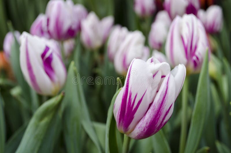 View of Beautiful Spring Tulips Stock Image - Image of beautiful, view ...