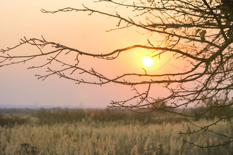 View on Beautiful Sunset through Dark Tree Branches Stock Image - Image ...