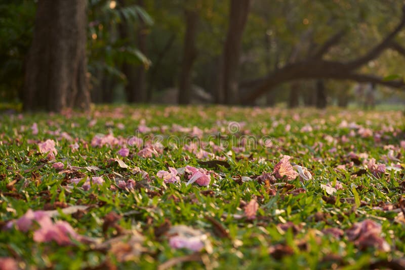 View of Tabebuia Rosea Flowers Falling on the Ground Stock Photo ...