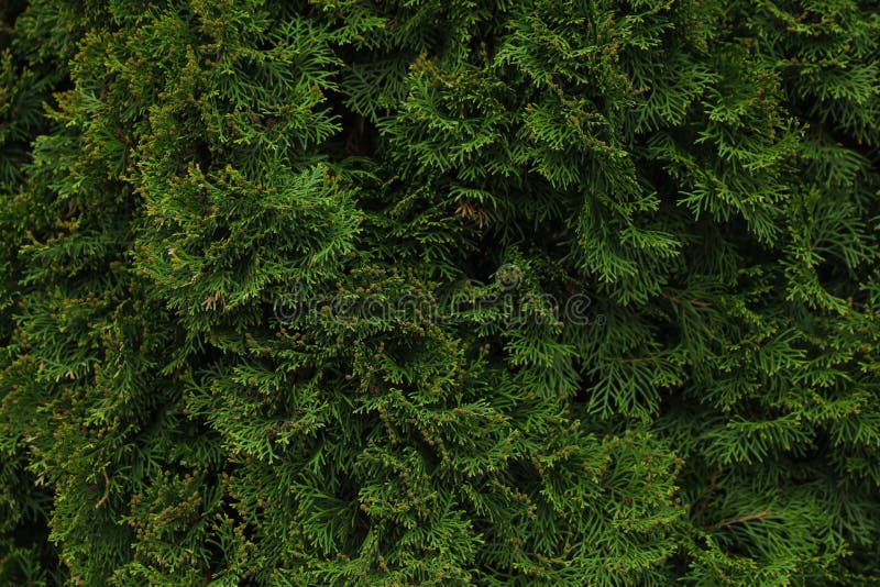 View of Beautiful Thuja Tree with Green Branches Stock Photo - Image of ...