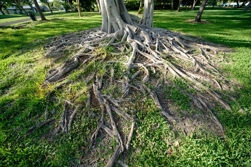 View of Beautiful Tree Roots in a Field with Fresh Grass Stock Image ...