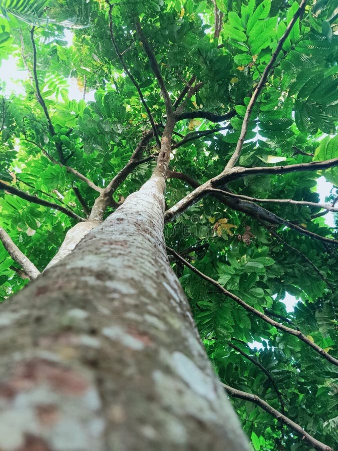 The View of Beautiful Trees is Soothing To the Eye Visible from Below ...