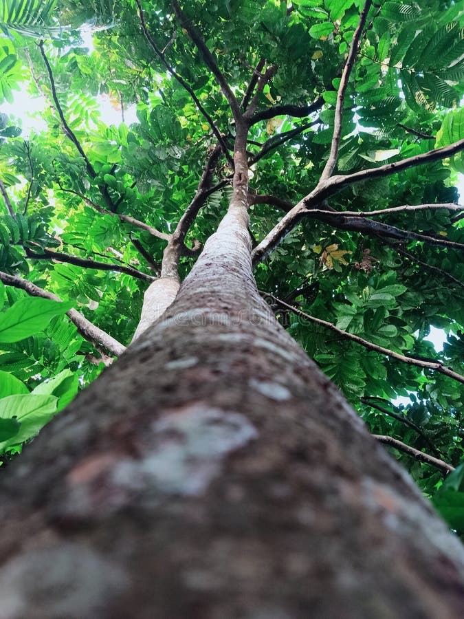 View Beautiful Trees Soothing Eye Visible Below Stock Photos - Free ...