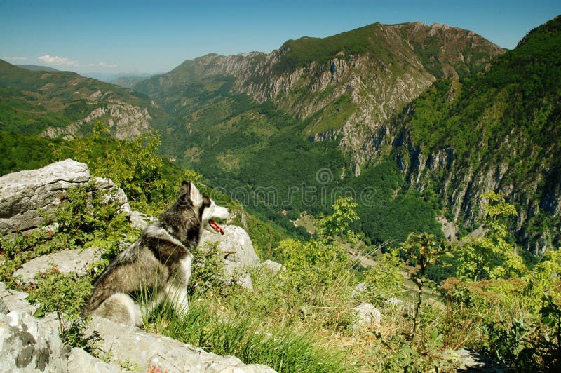 Husky observing the view stock photo. Image of beauty - 12042364