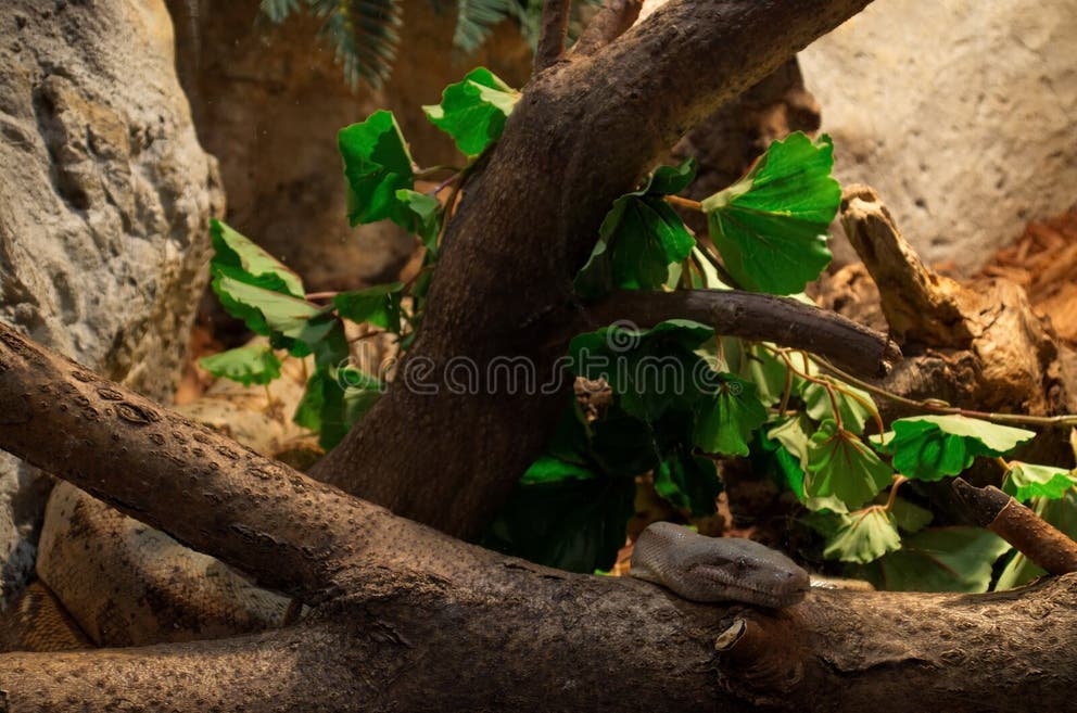 View of the Beautiful White and Beige Albatross Python Resting Curled ...