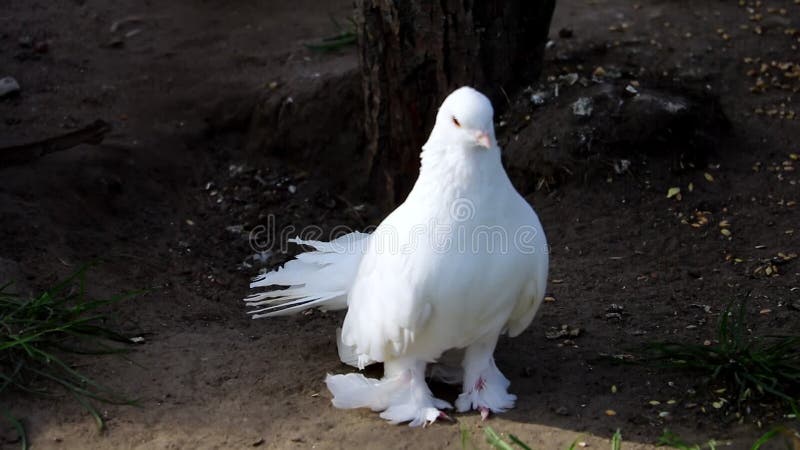 View of a Beautiful White Dove. Stands on the Ground Stock Footage ...