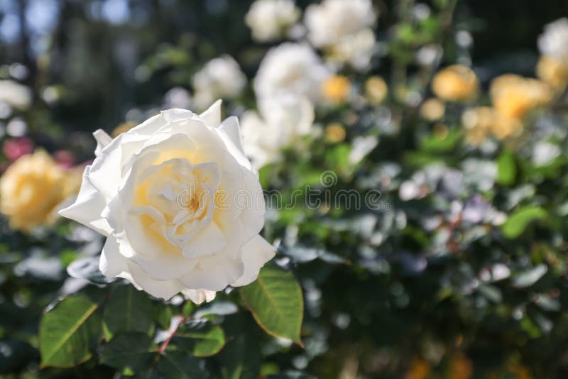 View Beautiful White Roses on Tree Stock Image - Image of floral ...