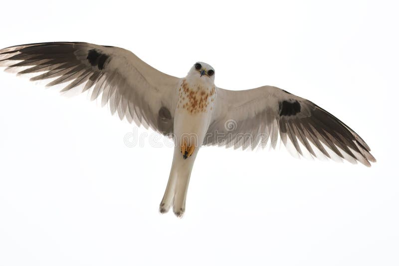 View of a Beautiful White-tailed Kite (Elanus Leucurus) in Flight Stock ...