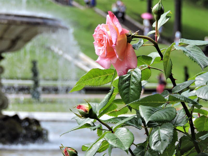 View of Beautuful Pink Rose on the Fountain Background Stock Image ...