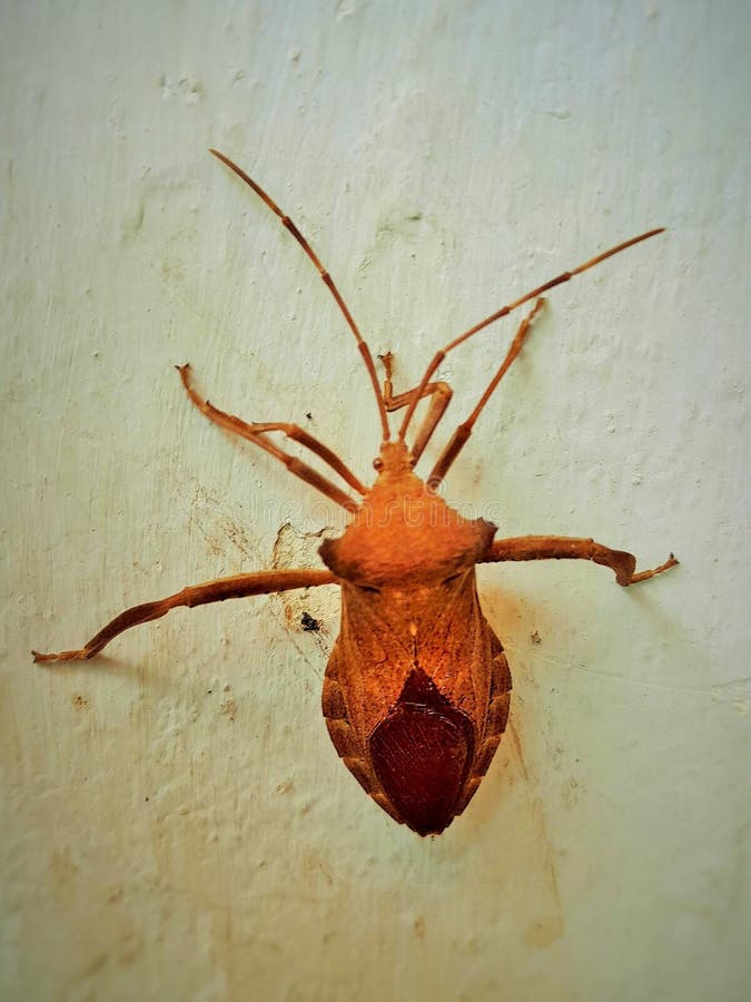 This View Bed Bugs stock image. Image of fruits, natural - 298124127