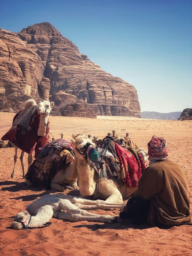 The View of Beduin and Camels in the Wadi Rum Stock Photo - Image of ...