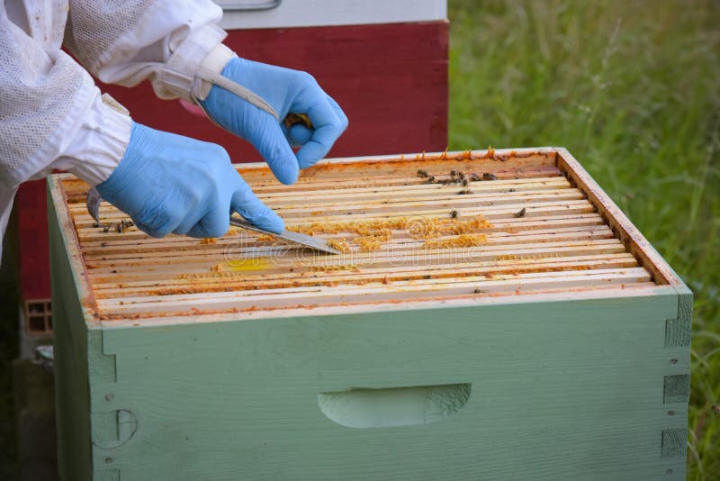 View on a Beekeeper with His Beehive Stock Image - Image of ...