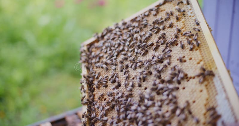 View of Bees Working on a Frame Full of Honey Stock Video - Video of ...