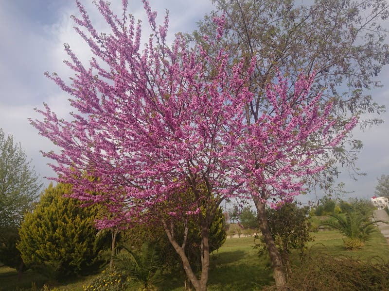 A View of the Beginning of the Spring Stock Image - Image of beginning ...