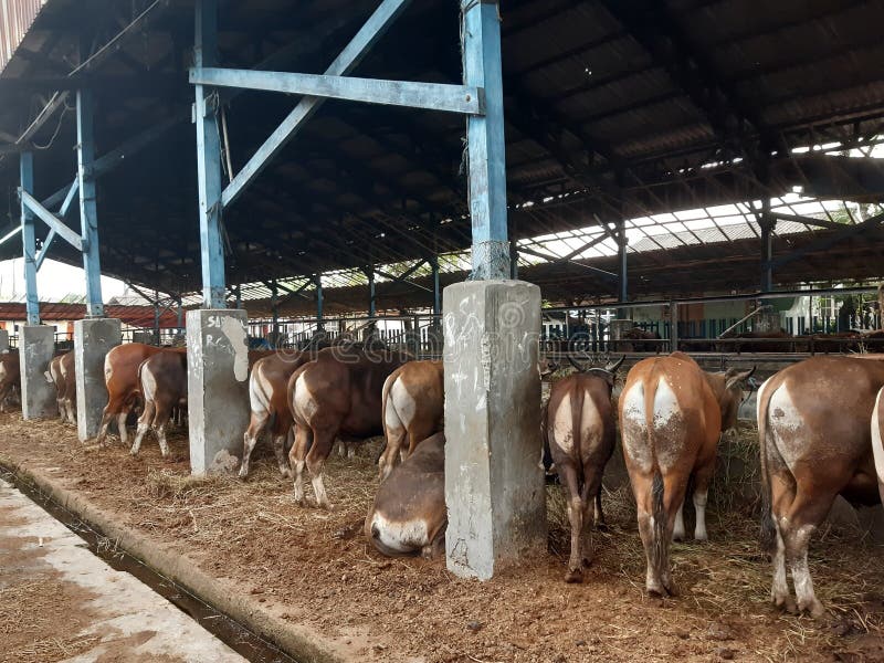 View from Behind a Herd of Brown Cows Stock Photo - Image of ...