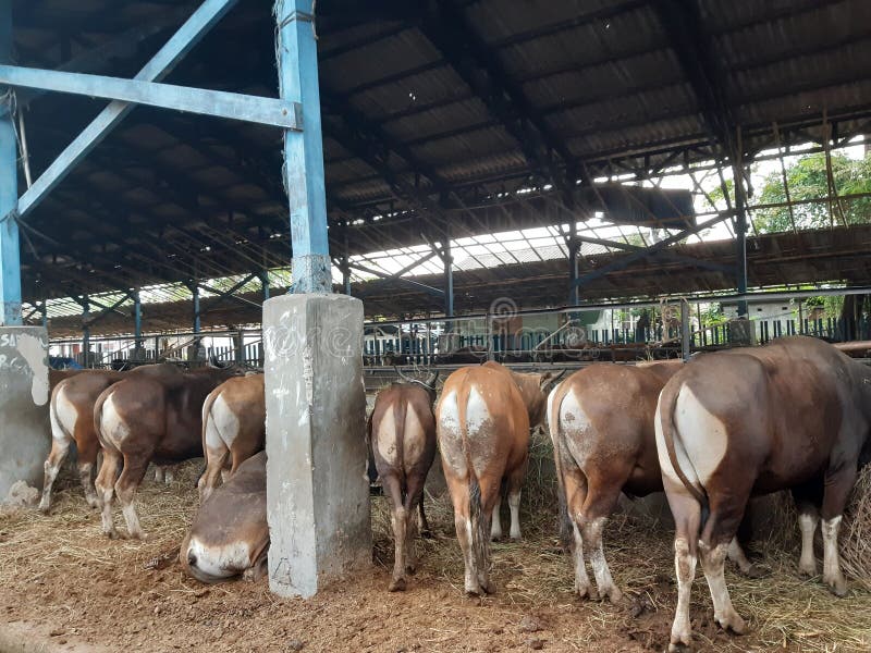 View from Behind a Herd of Brown Cows Stock Photo - Image of field ...