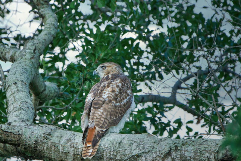 View from Behind of a Red-tailed Hawk Looking To the Side while ...