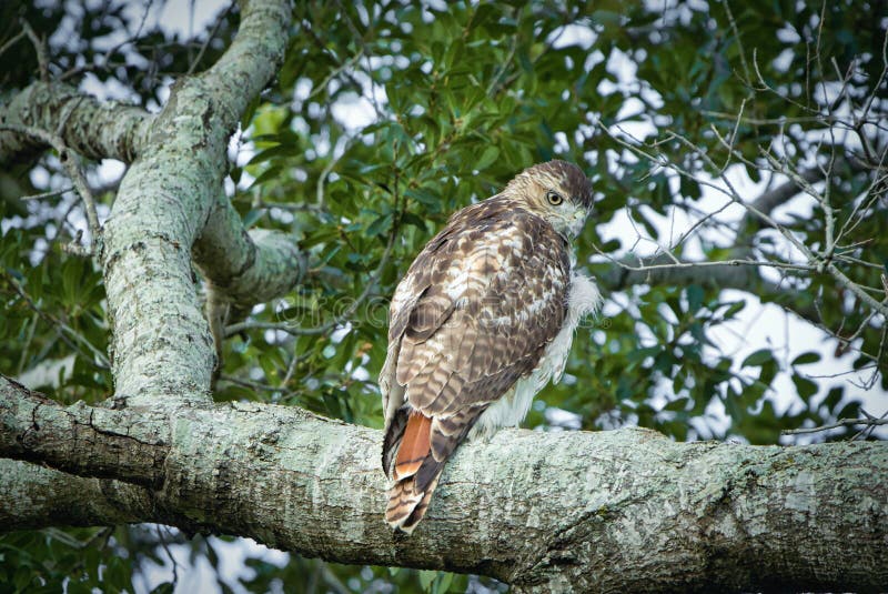 View from Behind of a Red-tailed Hawk Looking To the Side while ...